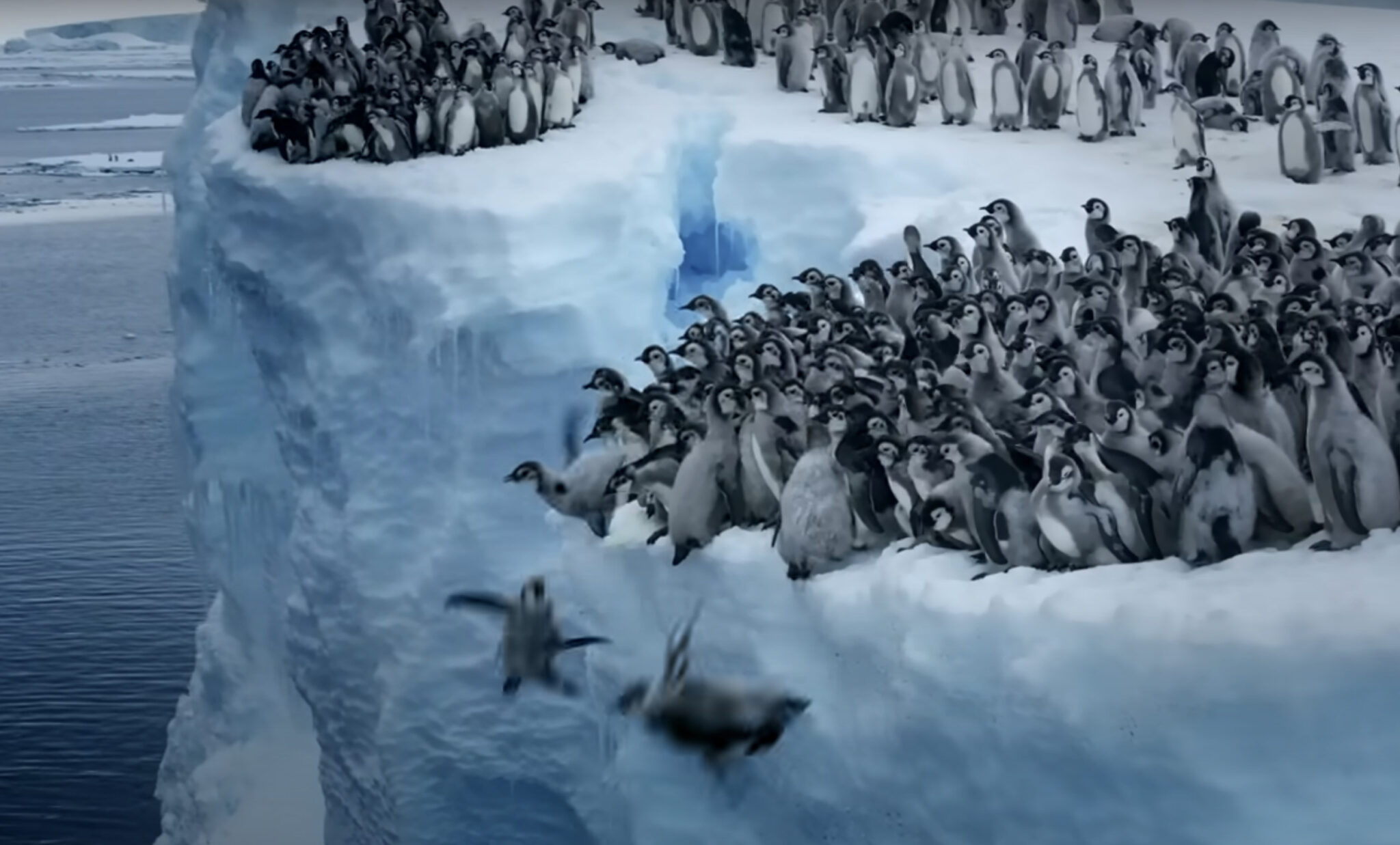 Belly Flop! Watch Penguin Chicks Plunge, Plummet, and Plop off Huge Ice Cliffs » Explorersweb